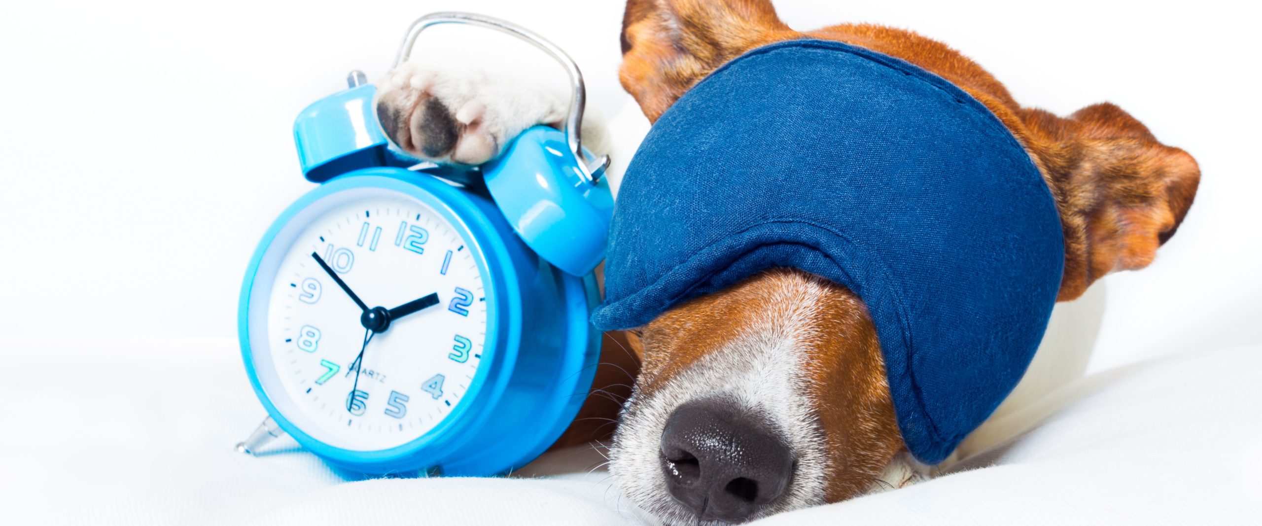 Napping for a Better Life: Operation Hit Snooze - Nova Scotia SPCA