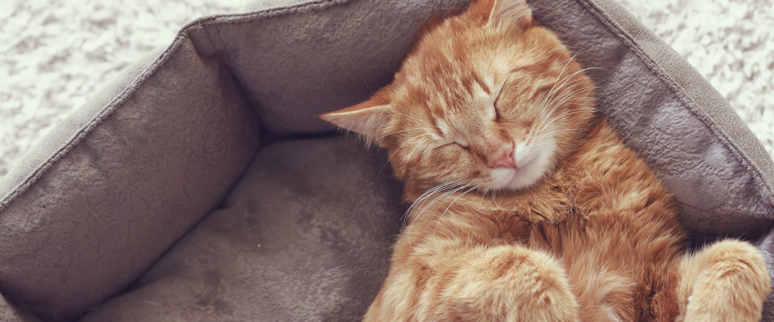 Reggie’s Heart is Finally Home - Nova Scotia SPCA