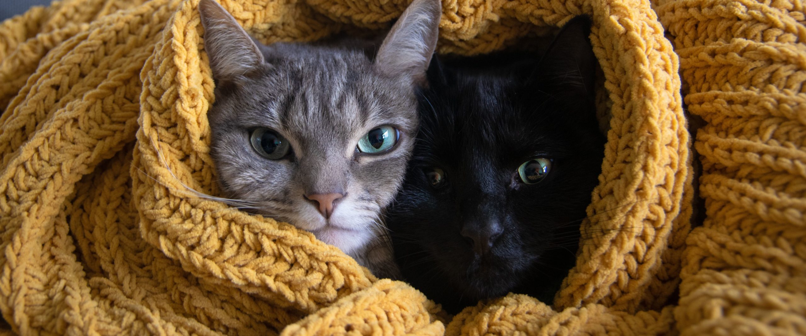 A Season of Change: Astrophe’s Adoption Tail - Nova Scotia SPCA