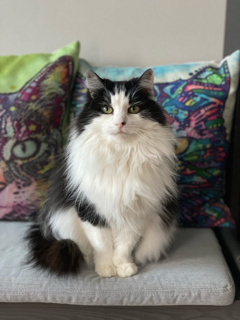 When Whiskers Align: Willow and Bastian’s Adoption Tails - Nova Scotia SPCA