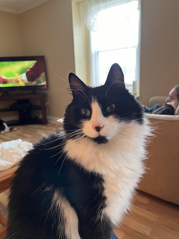 Meet Felix: The Street Cat Turned Best Friend - Nova Scotia SPCA