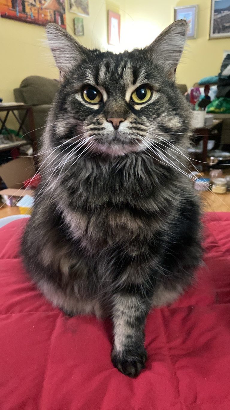 Meet Frieda: A ‘Tripawd’ Cat who Lost a Leg but Gained a Family - Nova ...