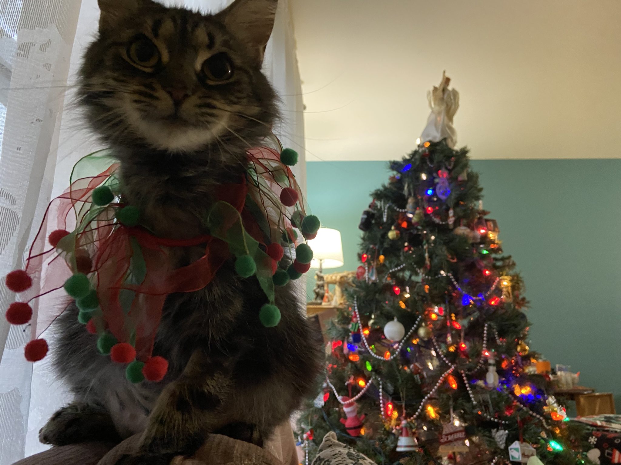 Meet Frieda: A ‘Tripawd’ Cat who Lost a Leg but Gained a Family - Nova ...