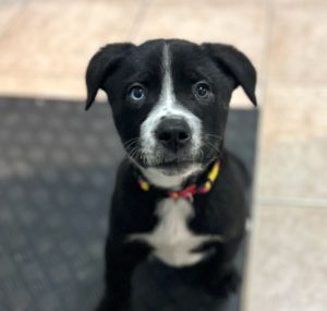 Nova Scotia SPCA | Saving Lives. Creating Families.