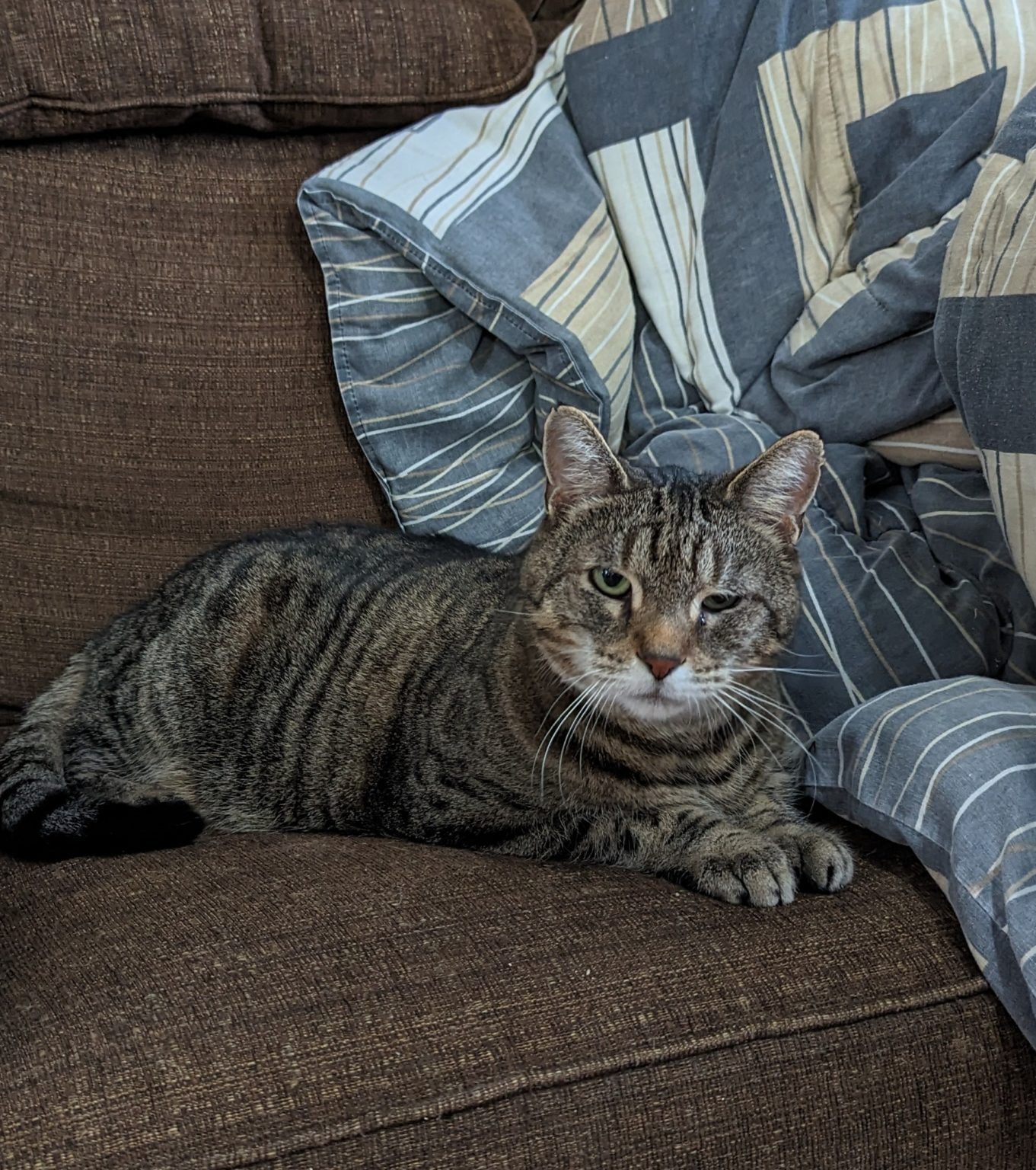 Life is Better with a Cat: Chris and Ripp’s Story - Nova Scotia SPCA