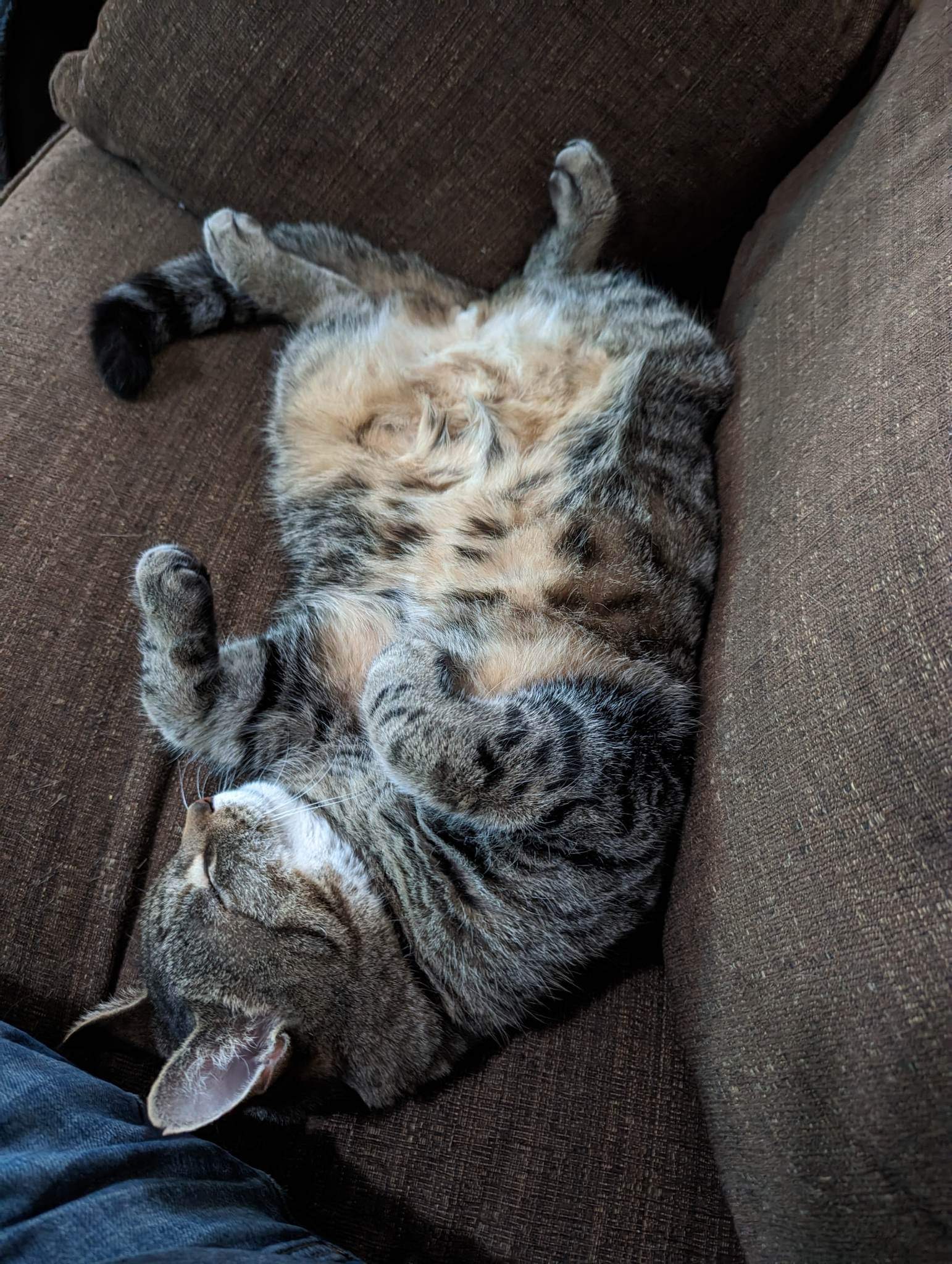 Life is Better with a Cat: Chris and Ripp’s Story - Nova Scotia SPCA