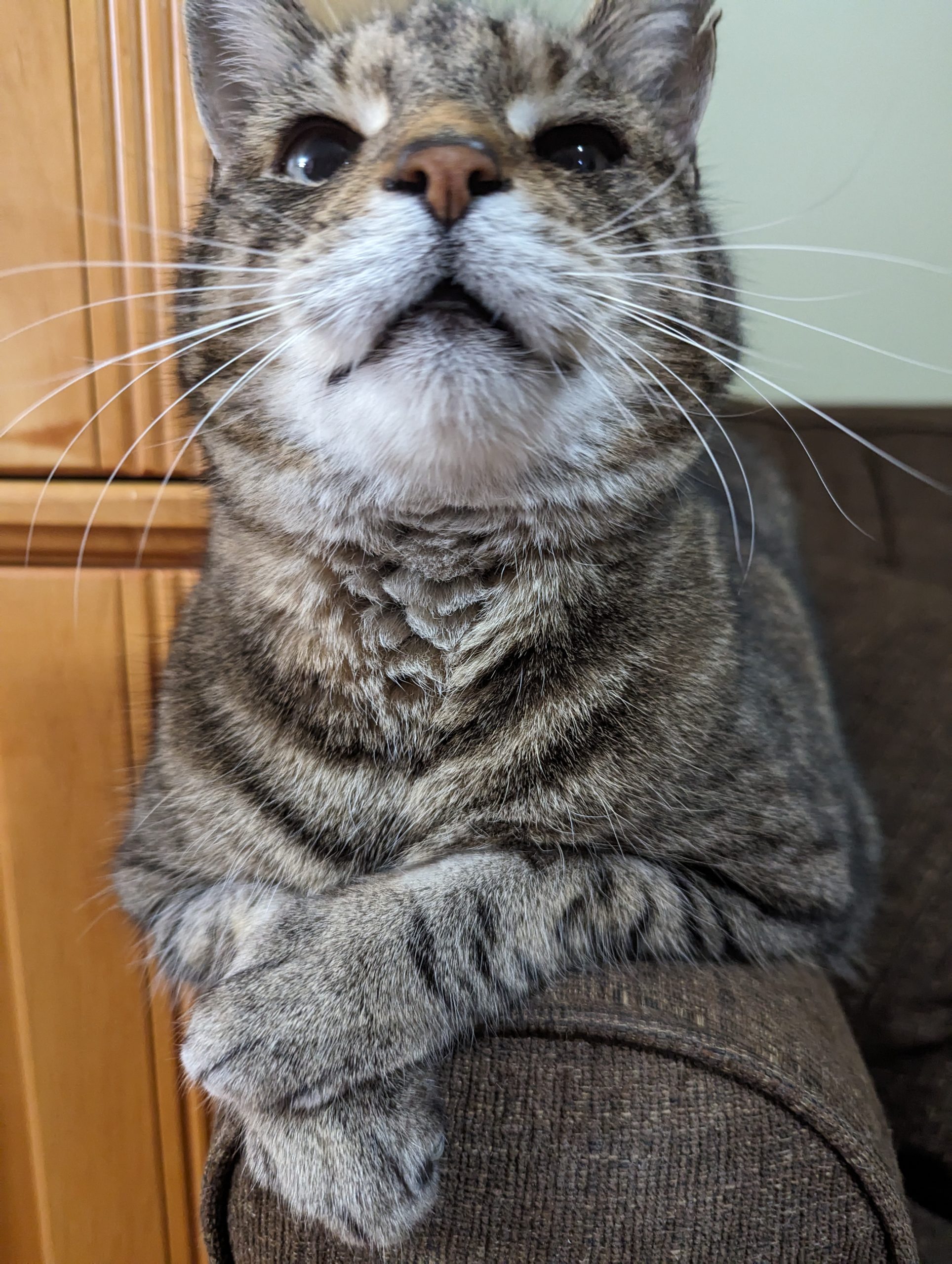 Life is Better with a Cat: Chris and Ripp’s Story - Nova Scotia SPCA