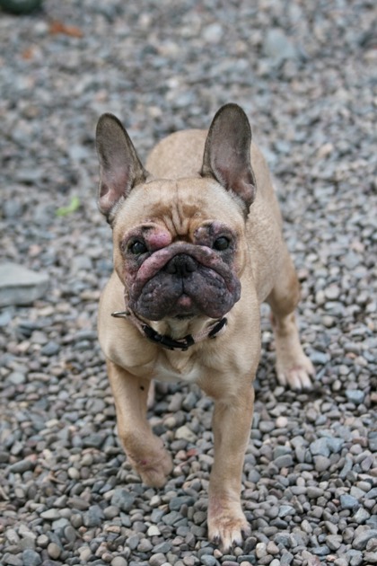 Luna the ‘Little French Fry’ Who Found Her Perfect Family - Nova Scotia ...