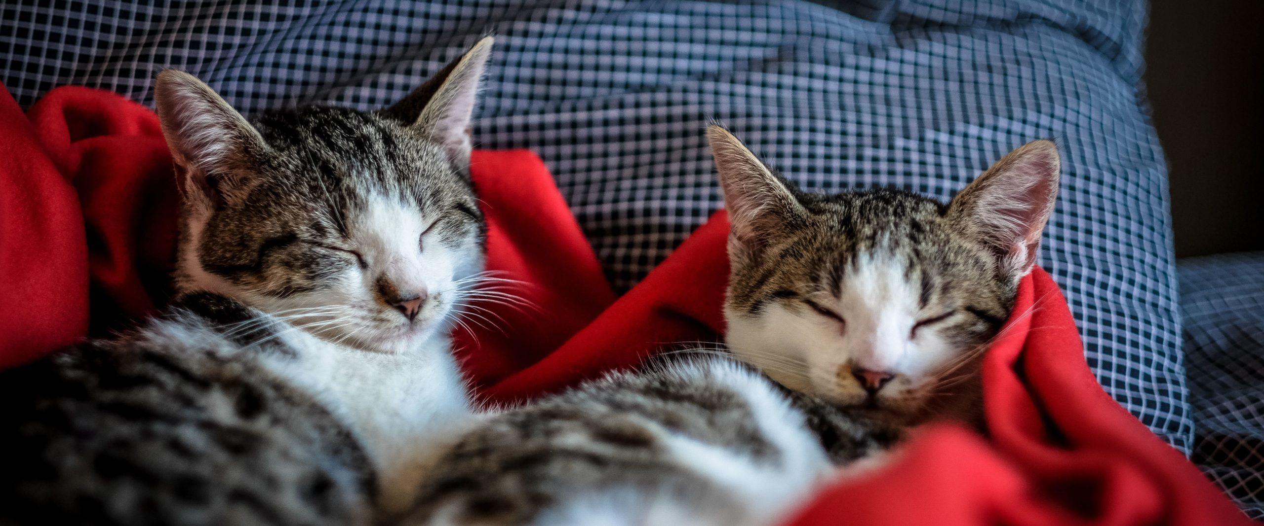 Sticking Together Forever: Butterscotch and Moo - Nova Scotia SPCA