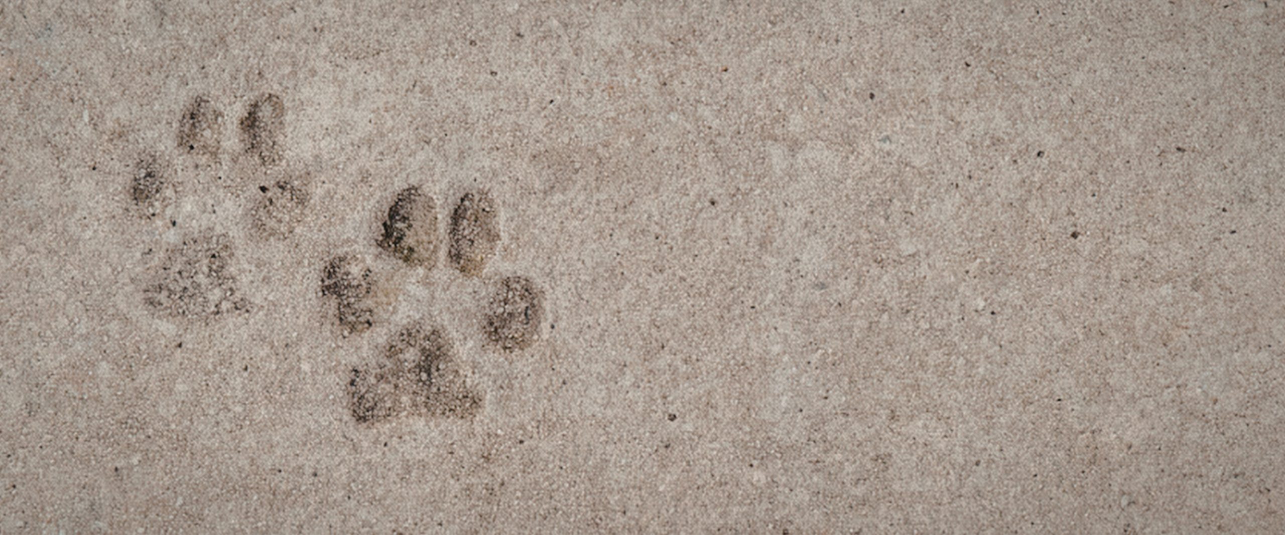 Lupine’s New Beginning: Proof That Love Changes Everything - Nova ...